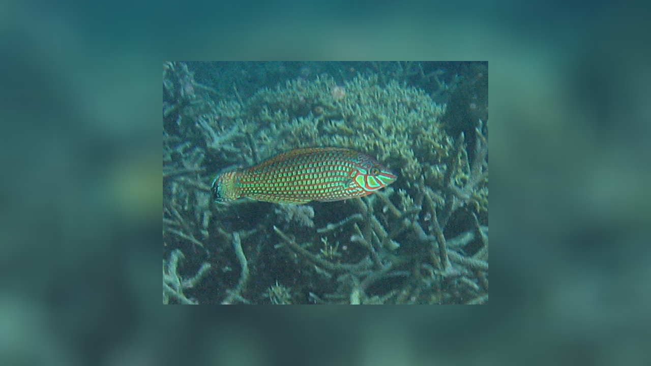 Halichoeres argus Argus wrasse, Peacock wrasse