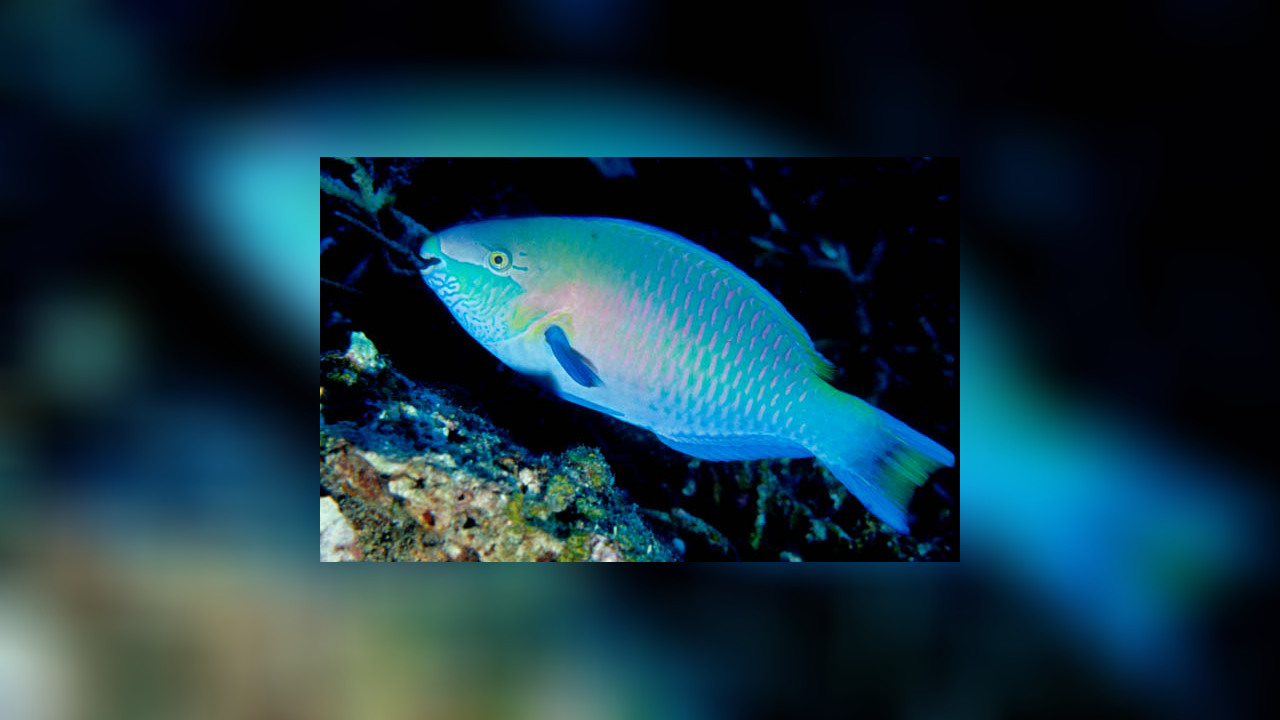 Scarus quoyi Papageifisch
