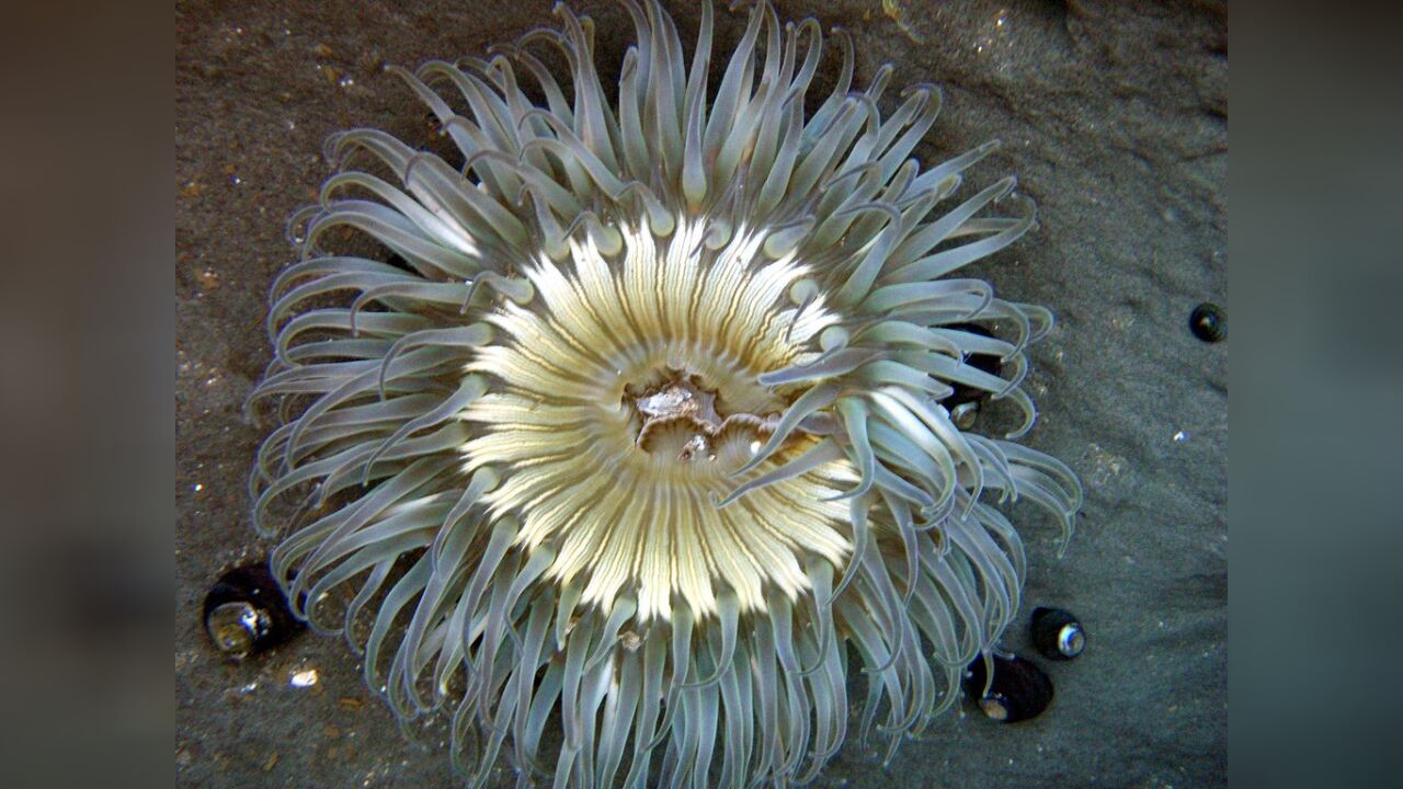 Anthopleura sola Sun anemone, sunburst anemone, starburst anemone,