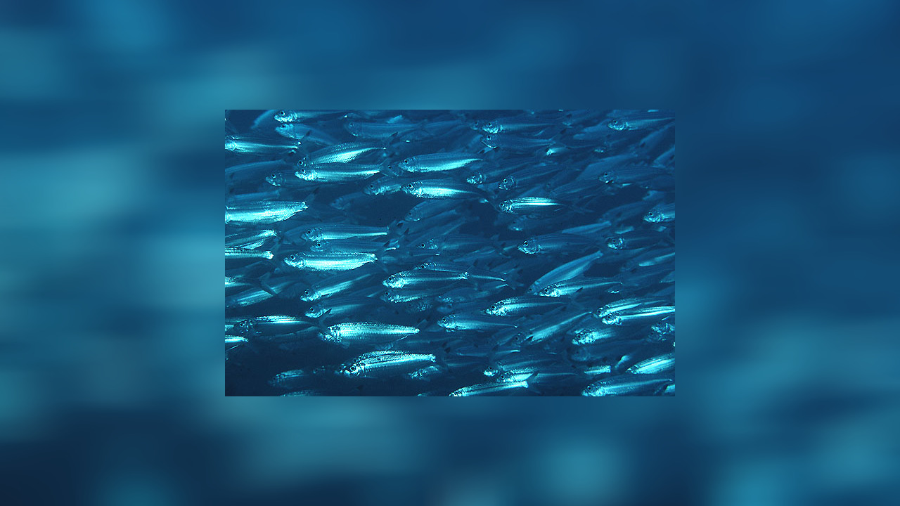 Sardinella melanura Blacktip sardinella
