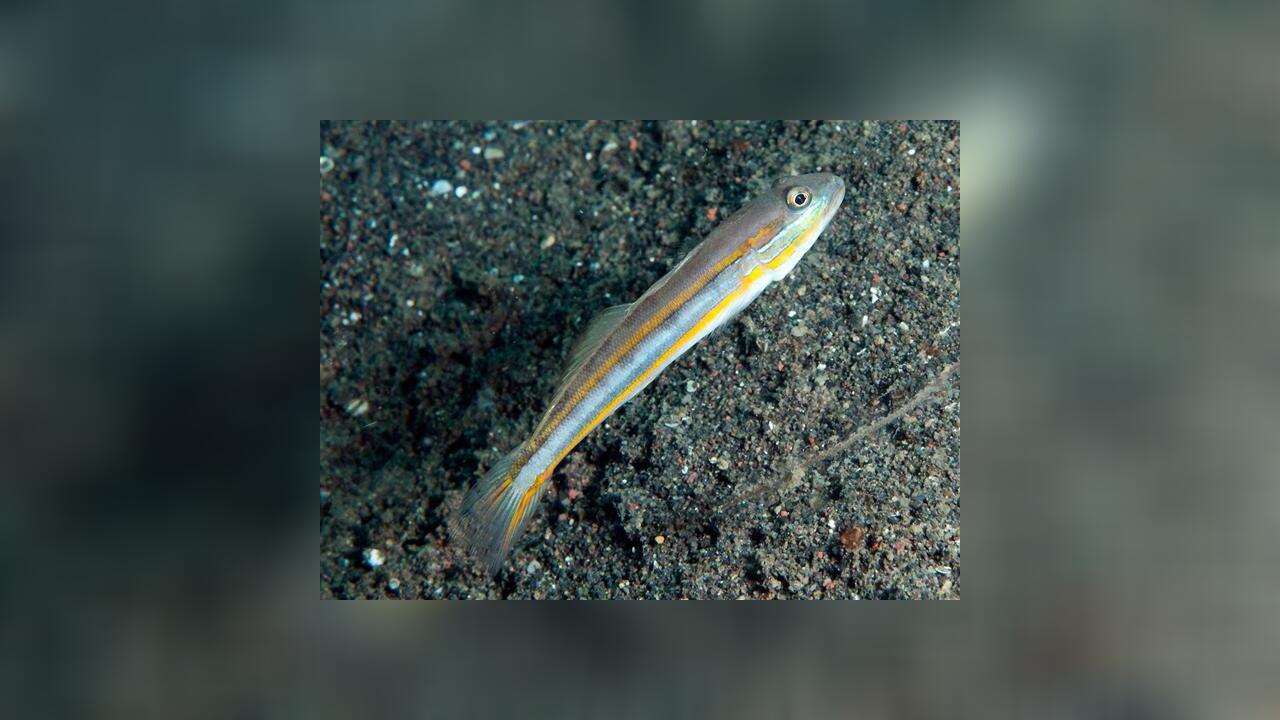 Valenciennea limicola Mud goby