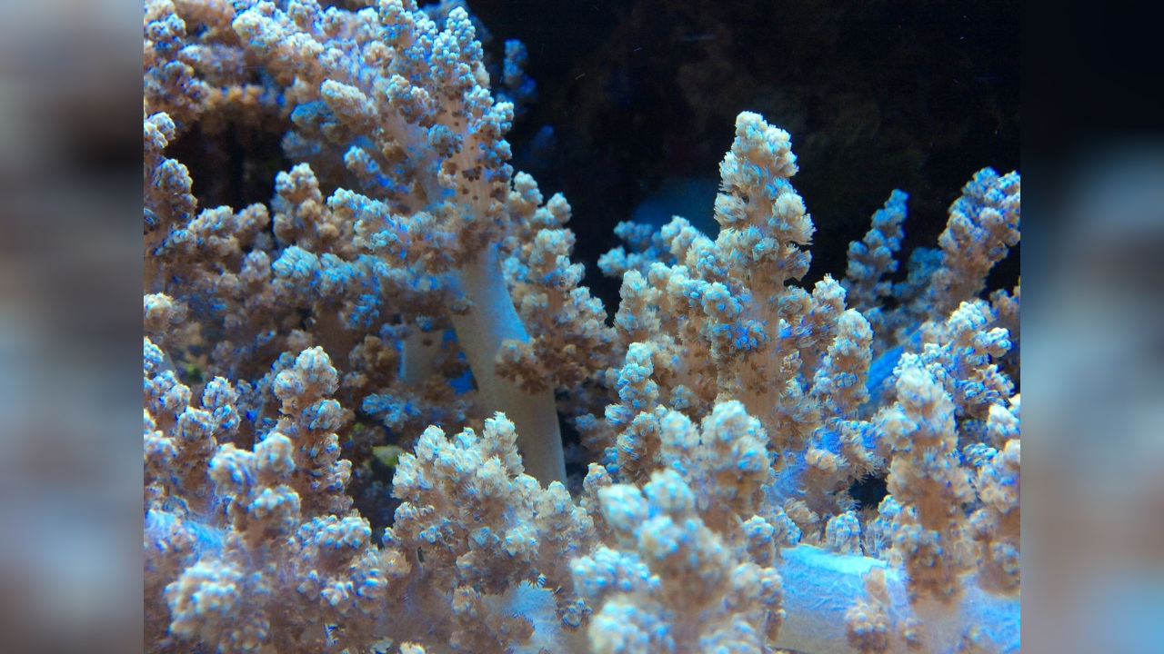 Nephthea sp. 02 Nephthea sp.