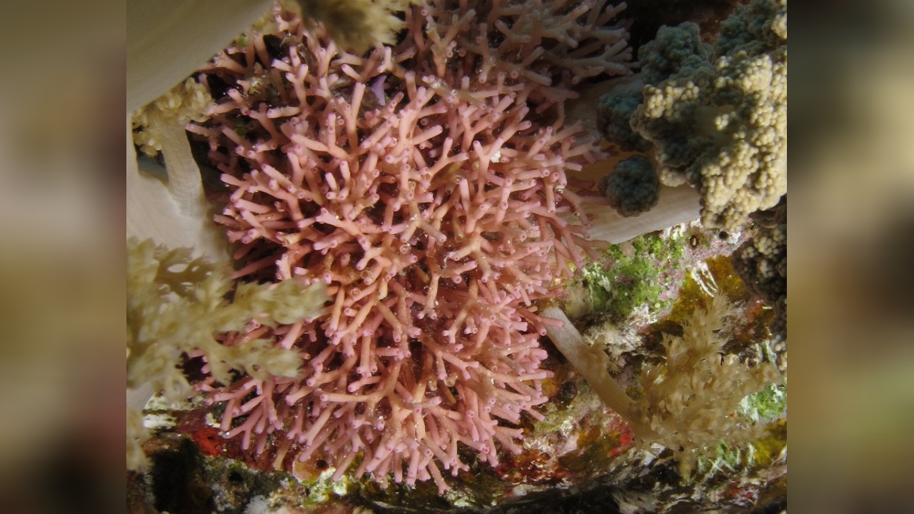 Galaxaura rugosa Red algae, Red seaweed