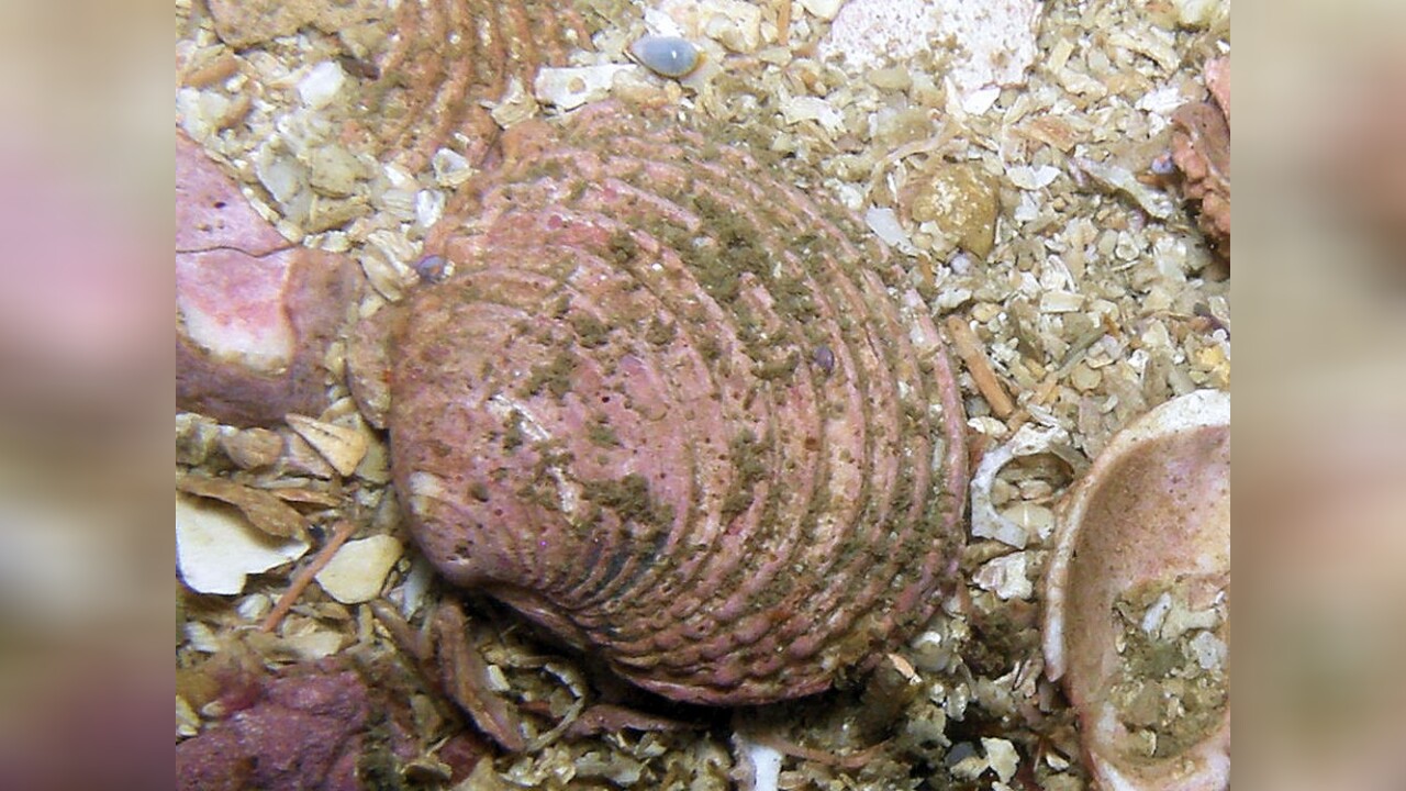 Venus verrucosa Warzige Venusmuschel