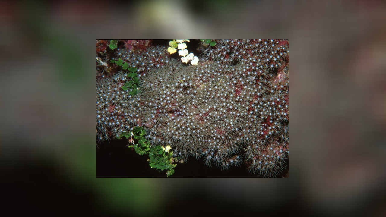 Briareum excavata Klumpen Krustenkoralle