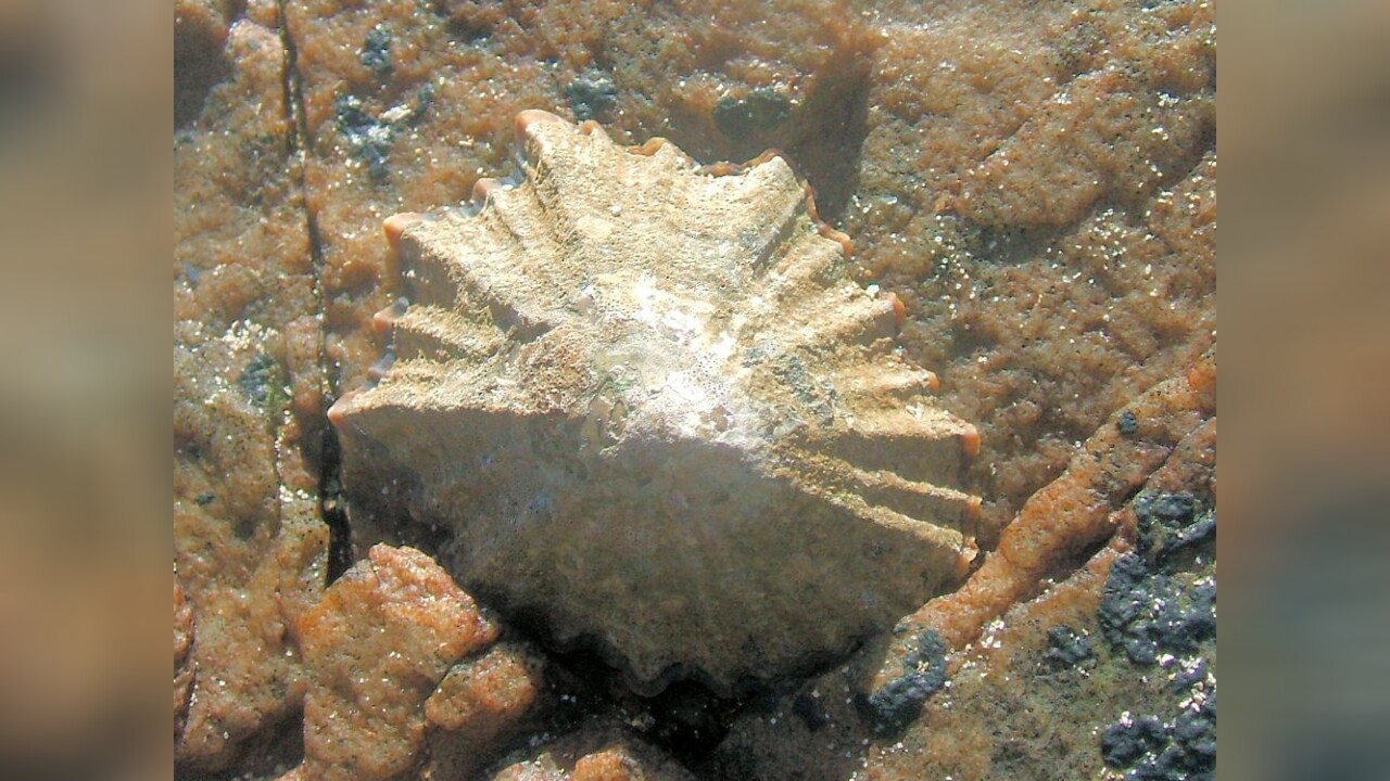 Siphonaria concinna Cape false limpet