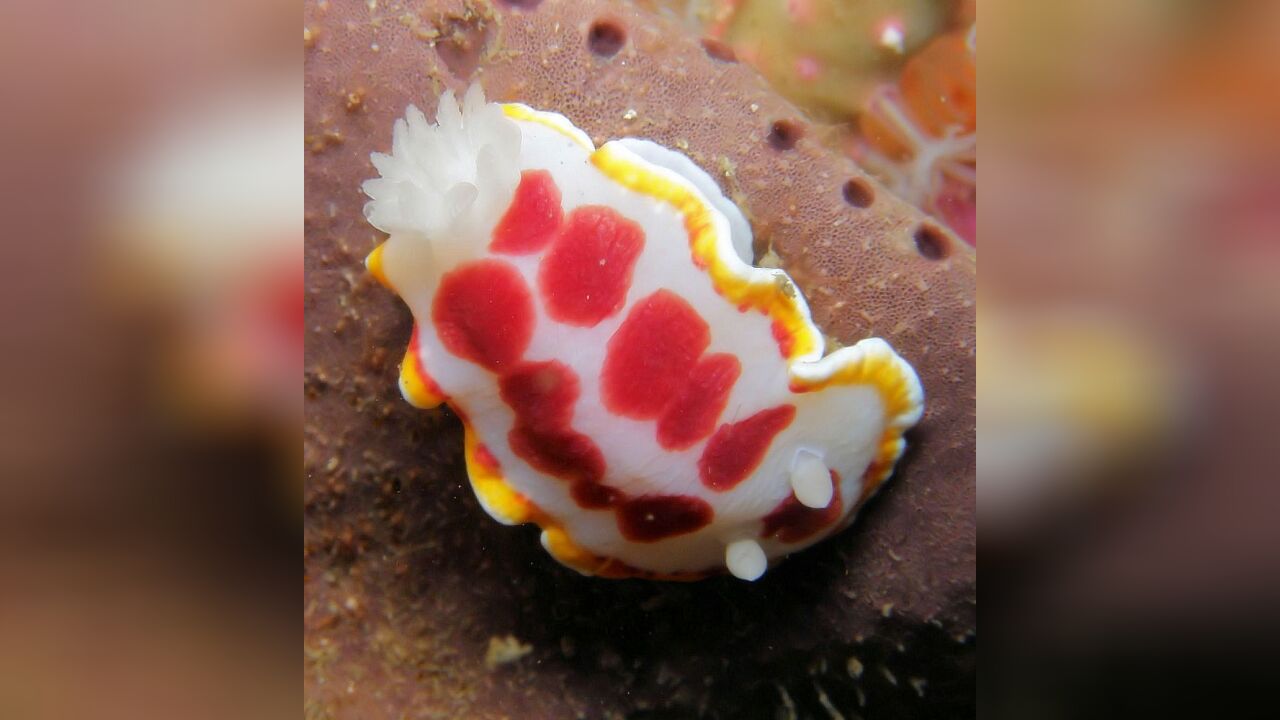 Goniobranchus heatherae red-spotted nudibranch