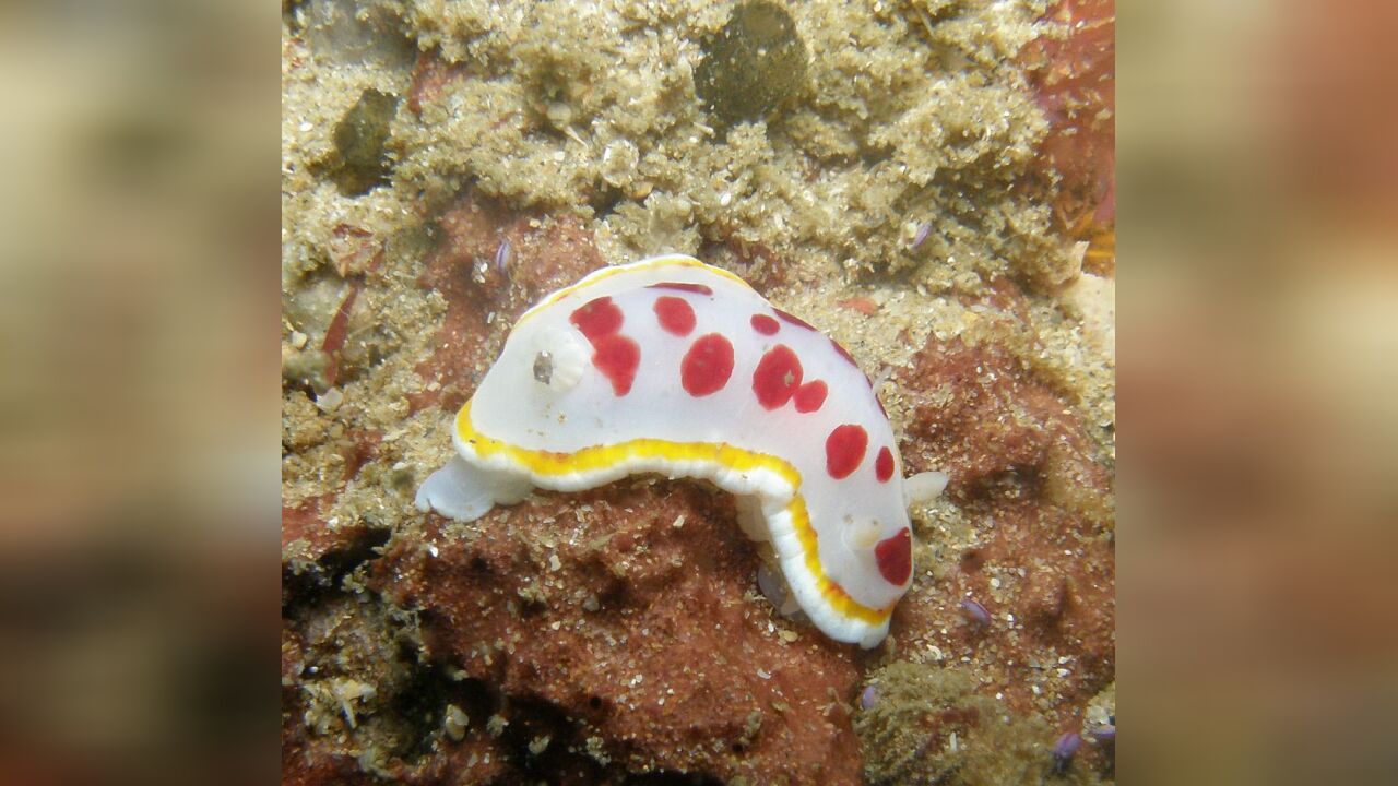 Goniobranchus heatherae red-spotted nudibranch
