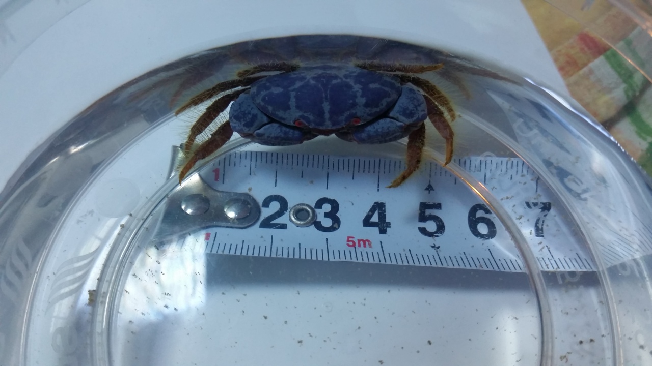 Lachnopodus sp.01 Round crab,Xanthid crab