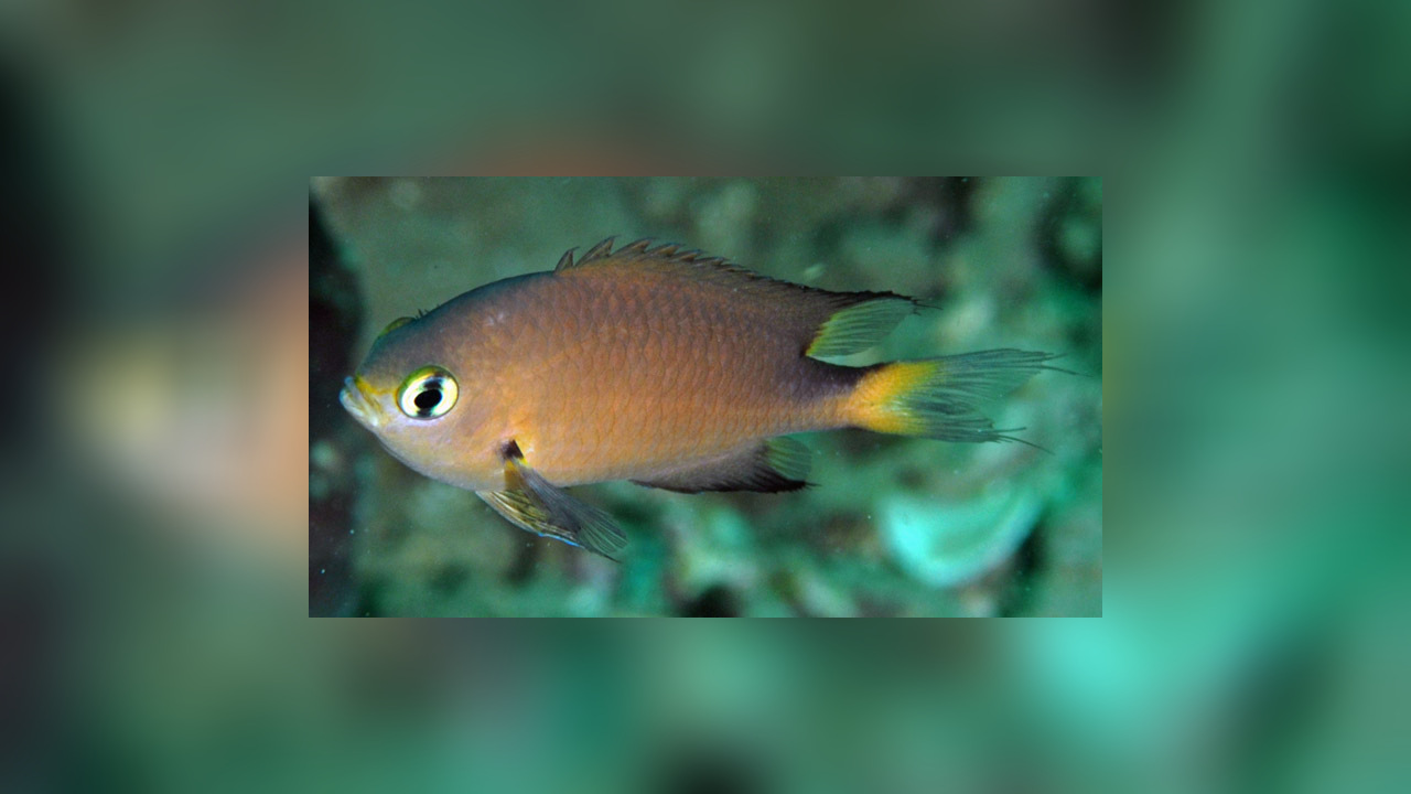 Chromis atripes Dark-fin Chromis, Darkfin Chromis