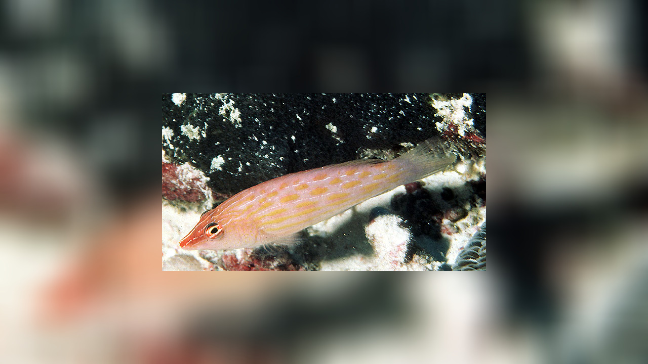 Pseudocheilinus octotaenia Eight-lined wrasse, Eightstripe wrasse