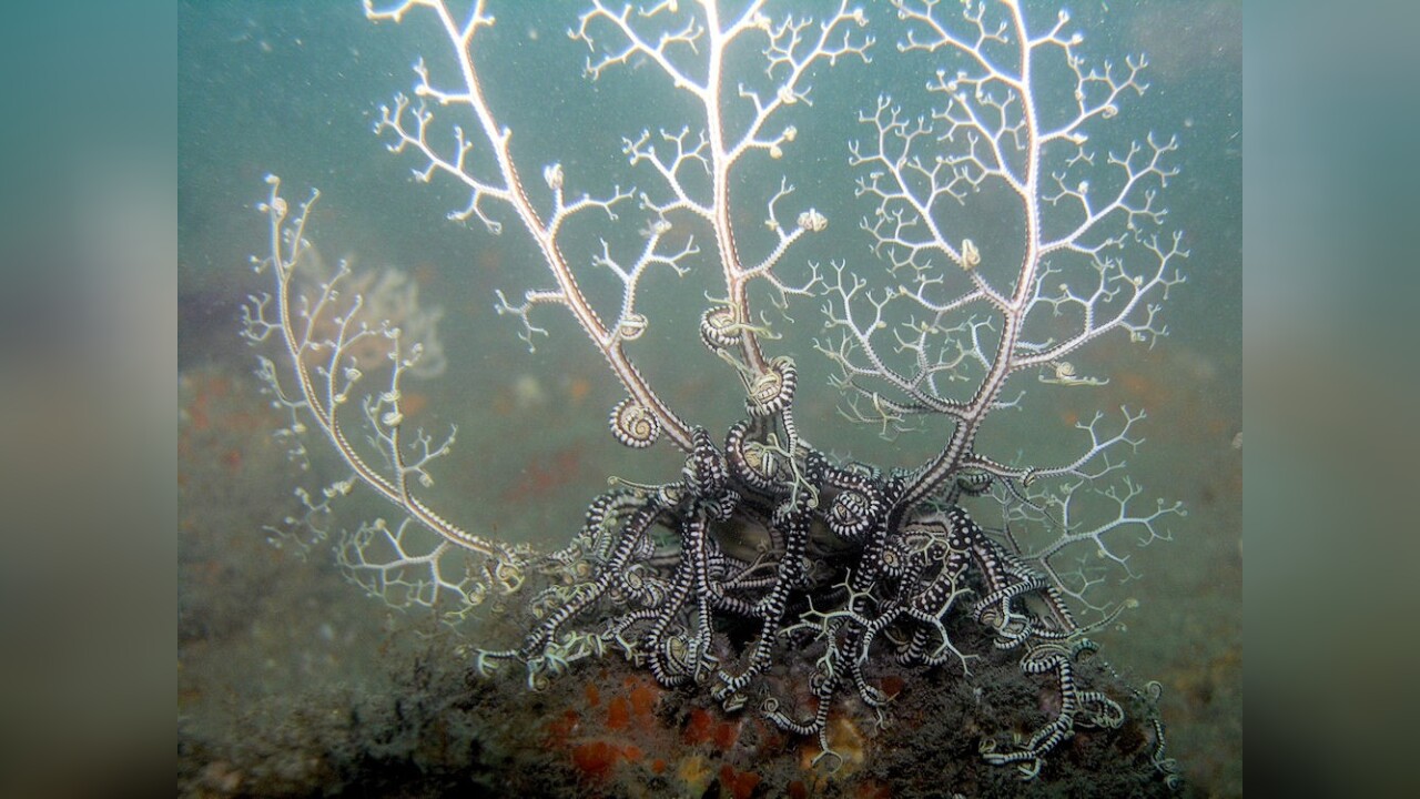 Astrocladus euryale Gorgonenhaupt