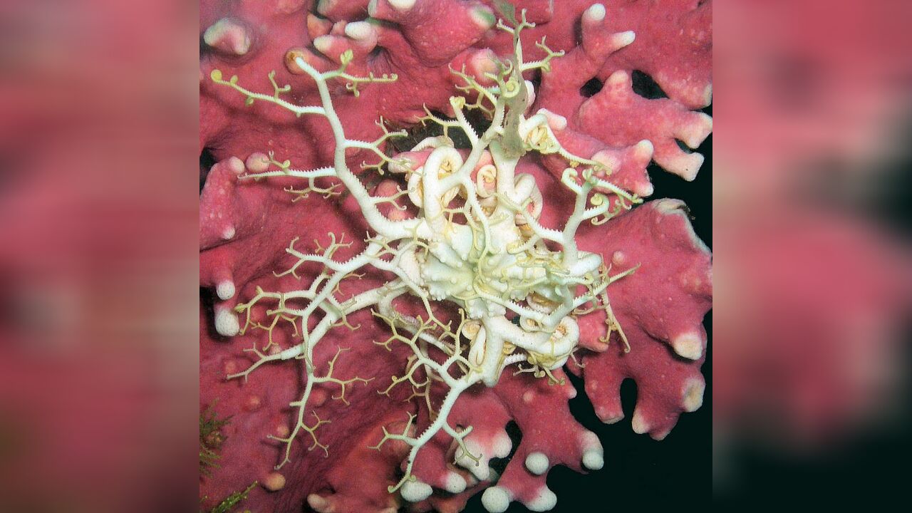 Astrocladus euryale Gorgonenhaupt