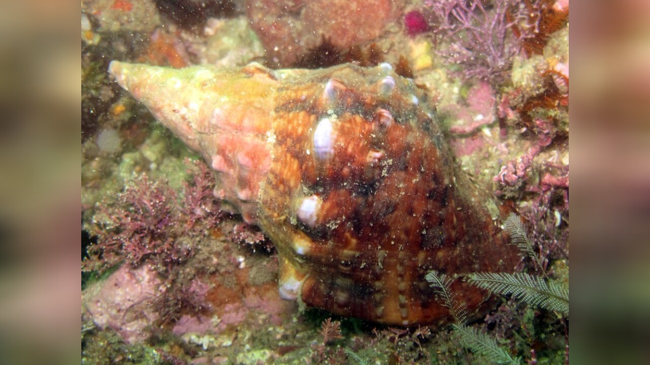 Charonia lampas Knotentragendes Tritonshorn