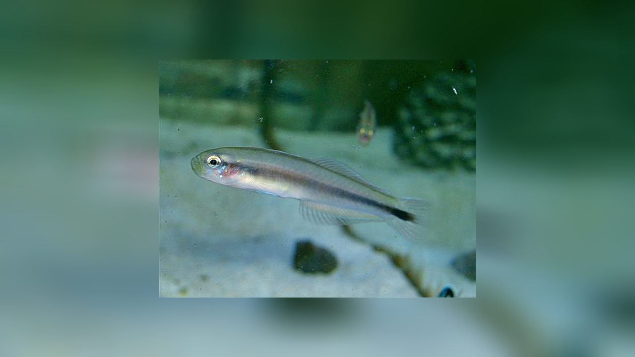 Parioglossus dotui Pfeilgrundel