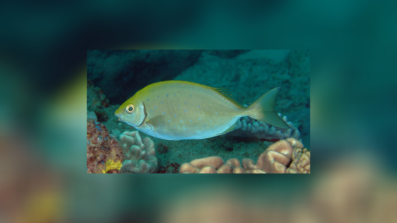 Siganus sutor Shoemaker spinefoot, Whitespotted Rabbitfish