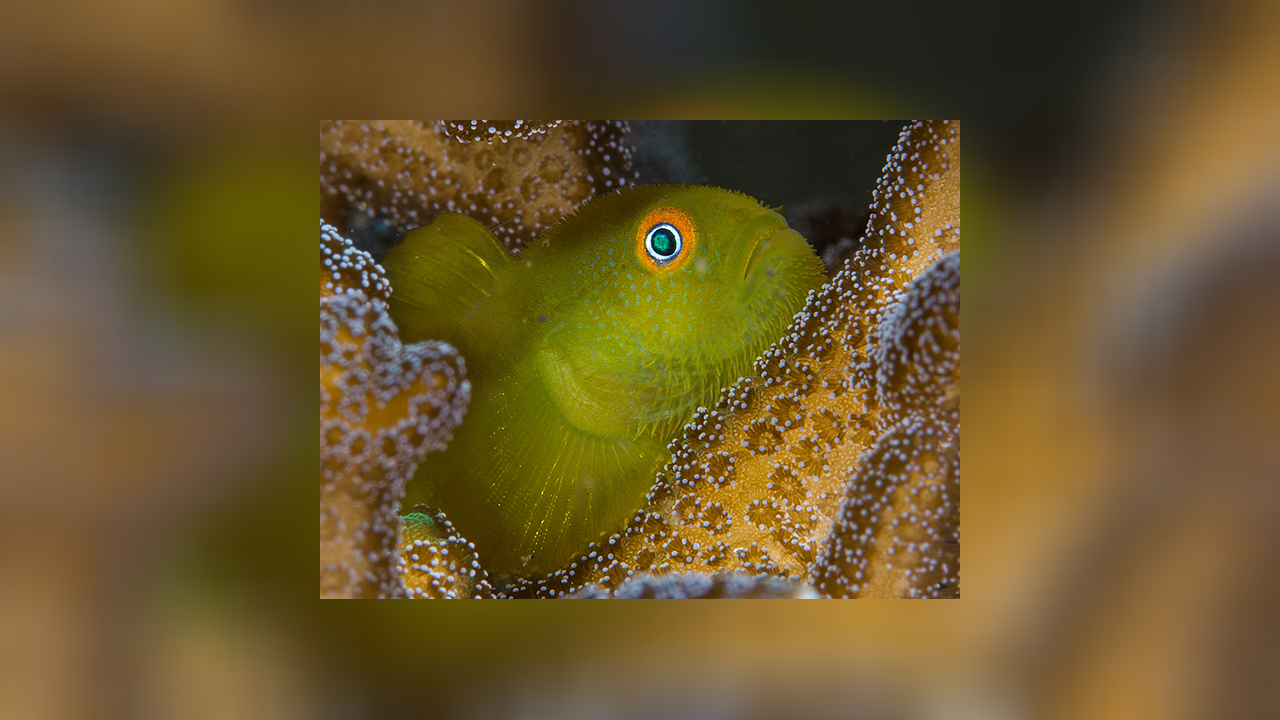 Paragobiodon xanthosoma Emerald Coral Goby, Emerald Goby, Golden ...
