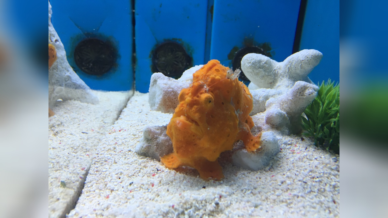 Antennarius multiocellatus Flagpole Frogfish, Longlure Frogfish