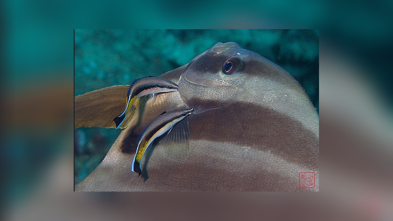 Labroides dimidiatus Blue Streak, Blue-streak Cleaner Wrasse, Bridled ...