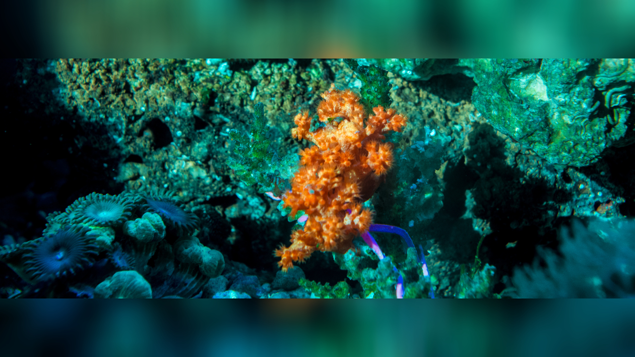 Scleronephthya sp. 01 Scarlet Mouthed Soft Coral