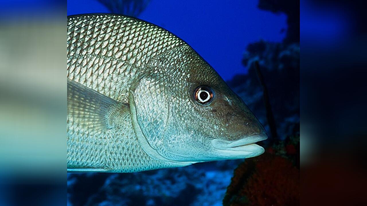 Lutjanus jocu Dog snapper