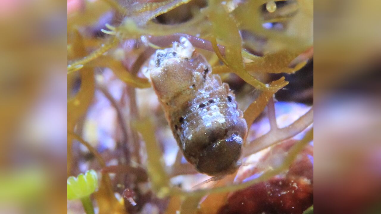 Isopoda - Fam.Sphaeromatidae (Kugelasseln) Assel