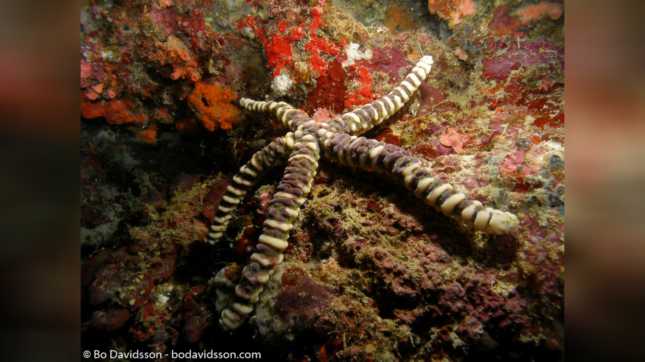 Echinaster callosus banded bubble star, Warty sea star, Lumpy sea star
