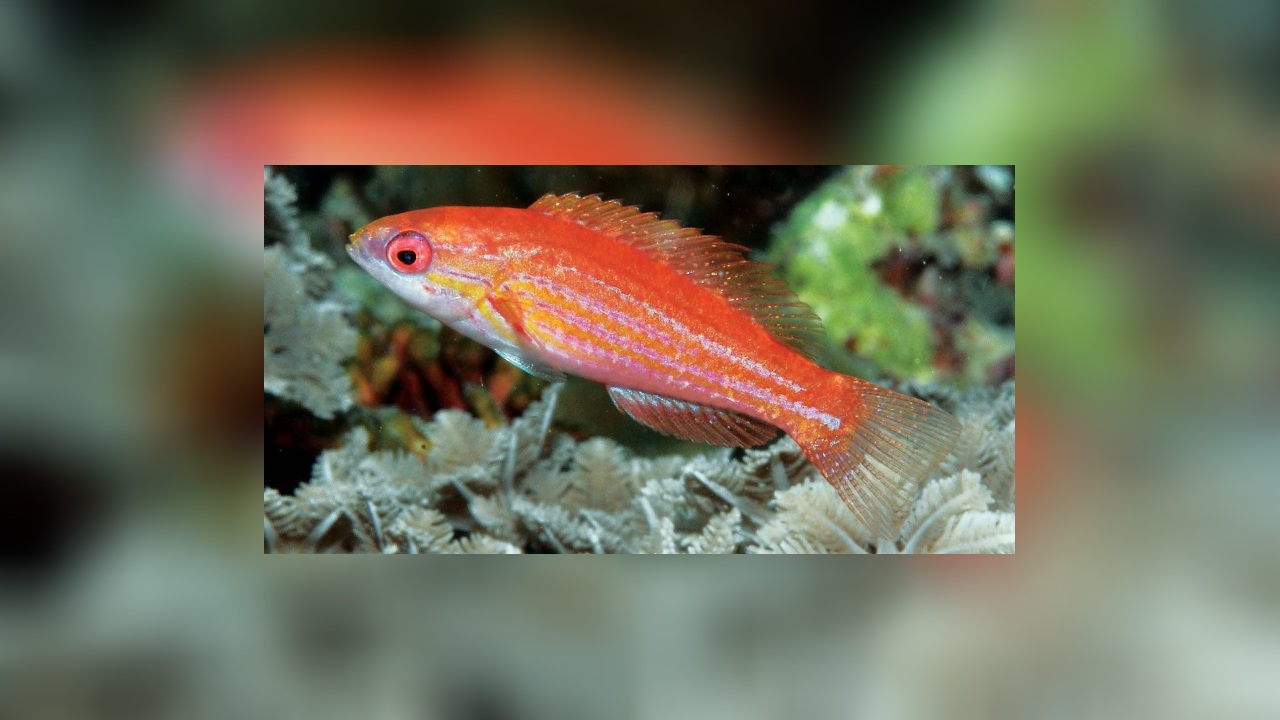 Paracheilinus filamentosus Filamented flasher, Filament-fin wrasse ...