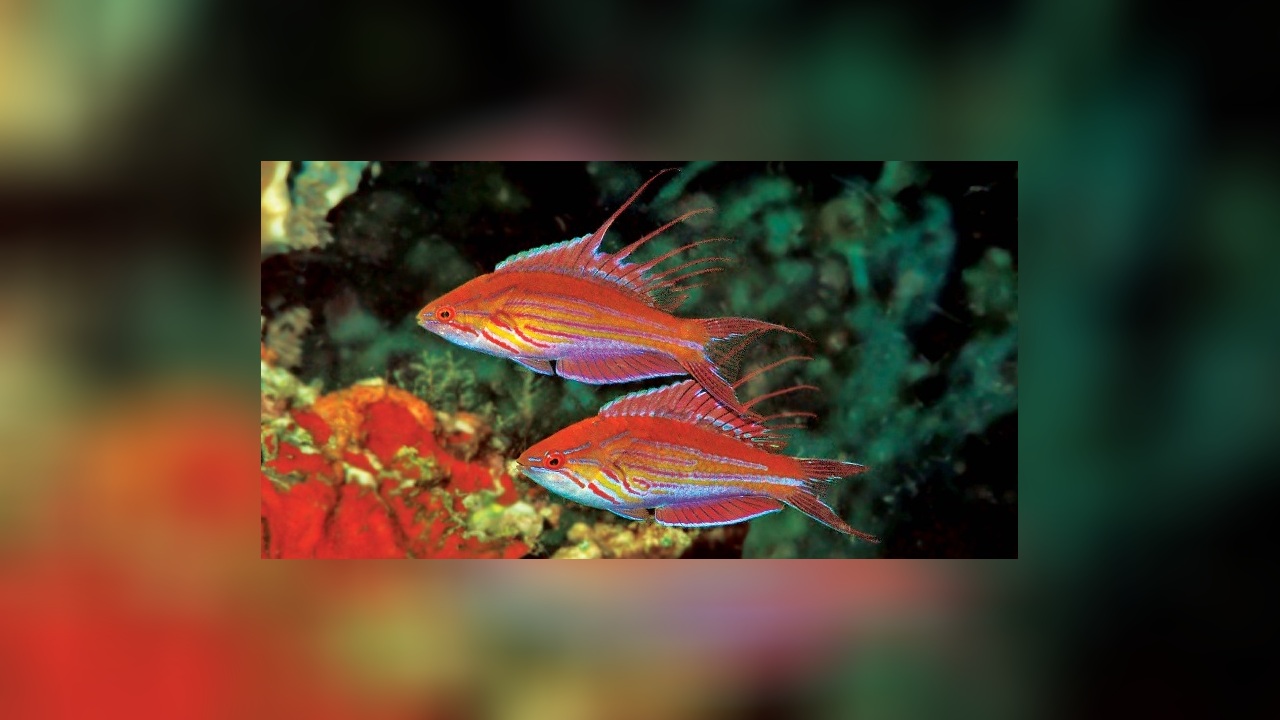 Paracheilinus filamentosus Filamented flasher, Filament-fin wrasse ...