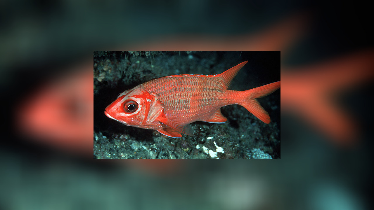 Sargocentron tiere Blue lined squirrelfish