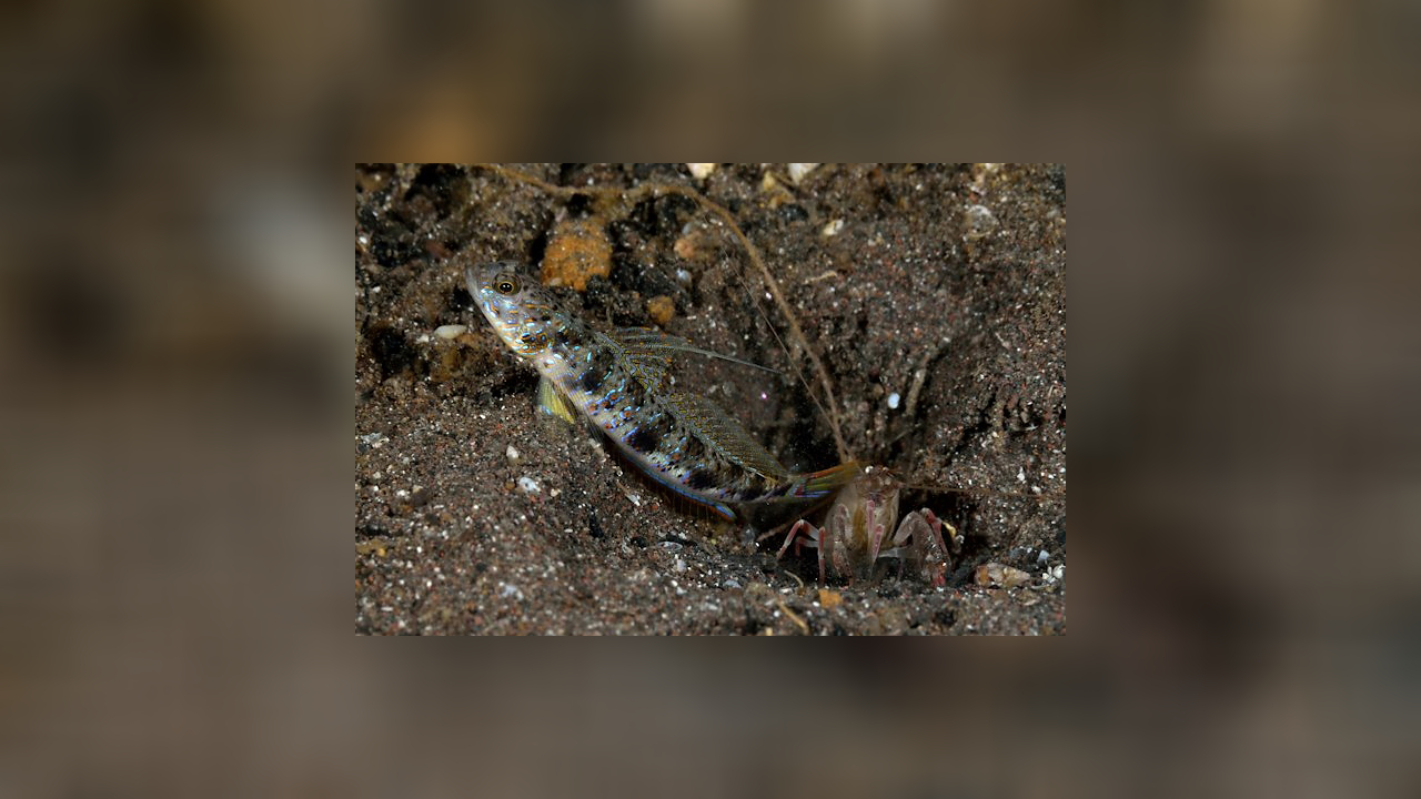 Vanderhorstia ornatissima Blue-barred Shrimp-goby, Ocellated Goby ...