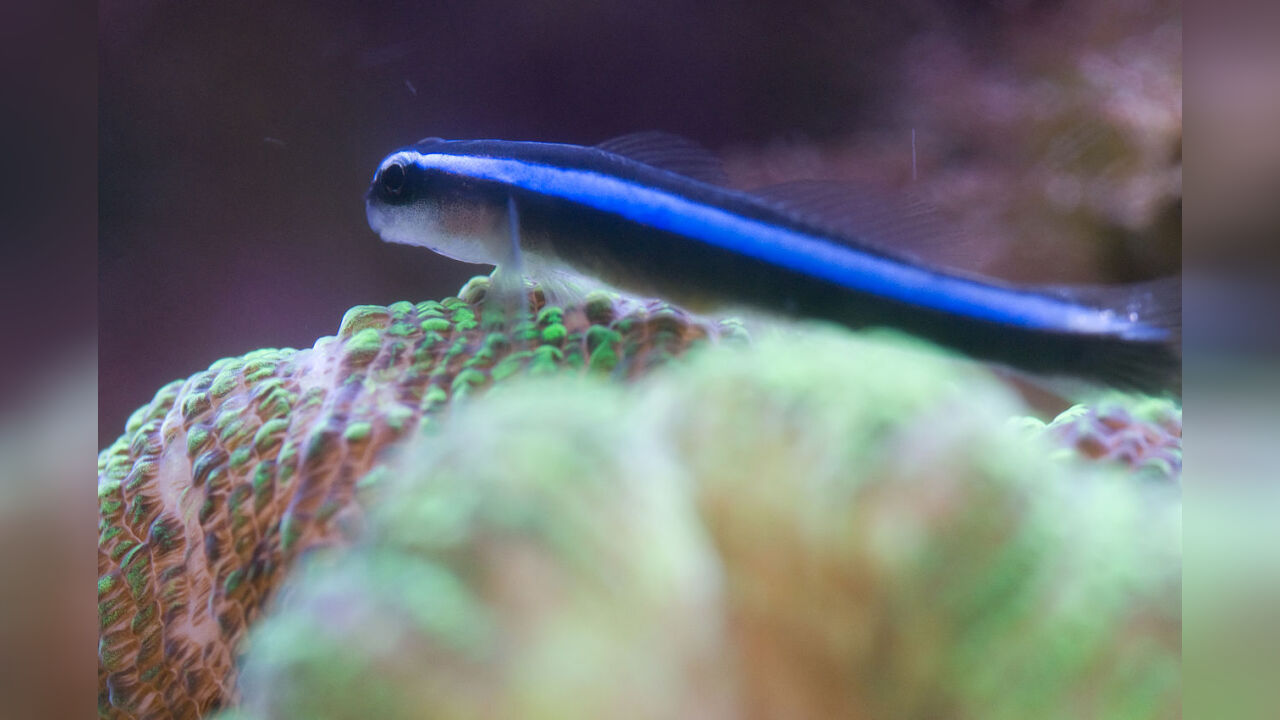 Elacatinus oceanops Putzergrundel, Neongrundel