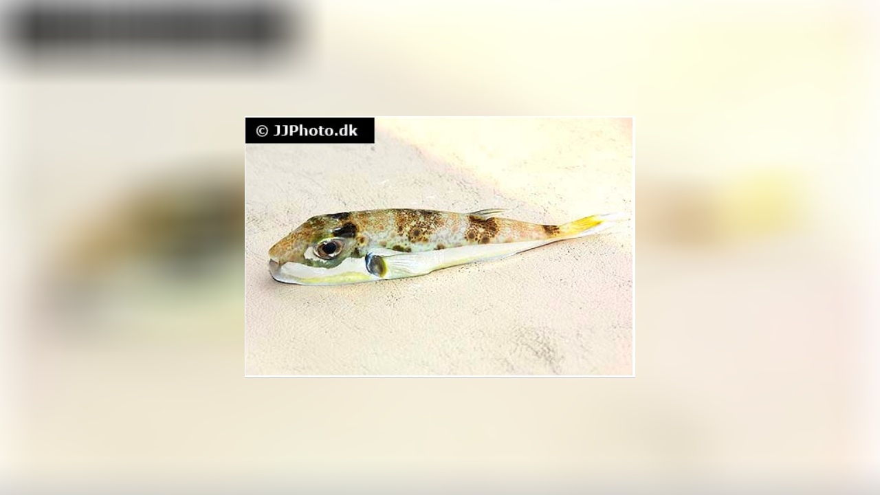 Lagocephalus sceleratus Hasenkopf-Kugelfisch