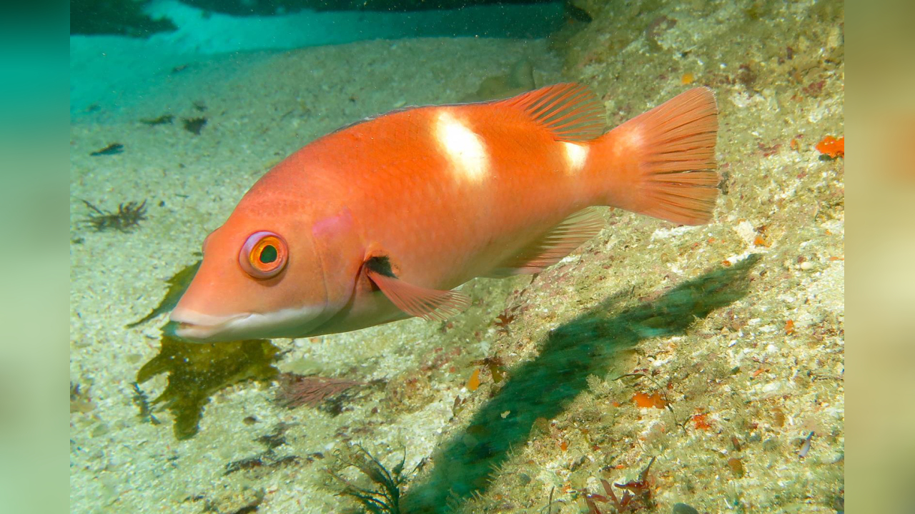 Bodianus frenchii Fox Wrasse, Western Foxfish
