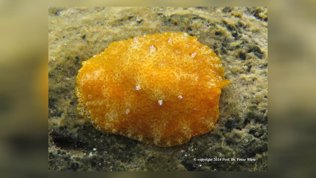 Pleurobranchus areolatus Atlantic Sidegill Slug,Warty Side-gilled Slug