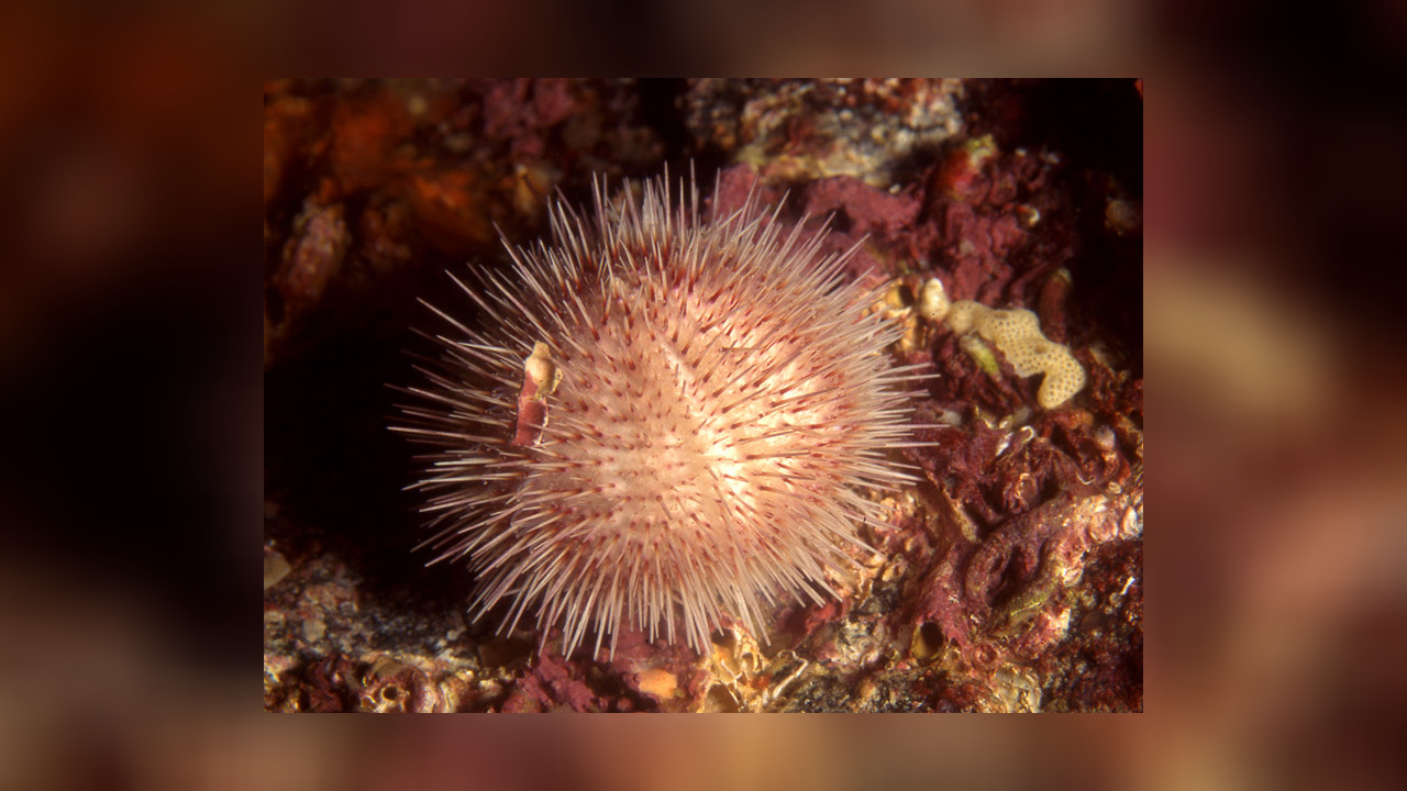 Pseudechinus huttoni Seeigel