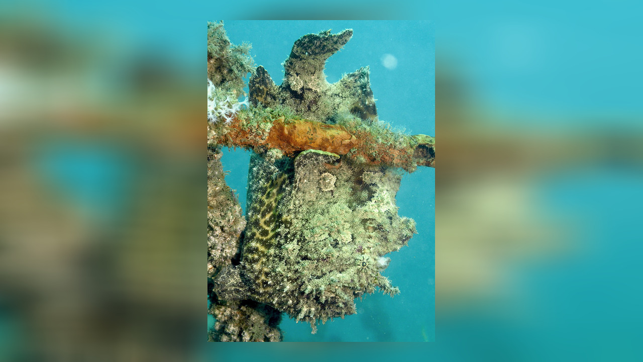 Antennarius indicus Indian frogfish