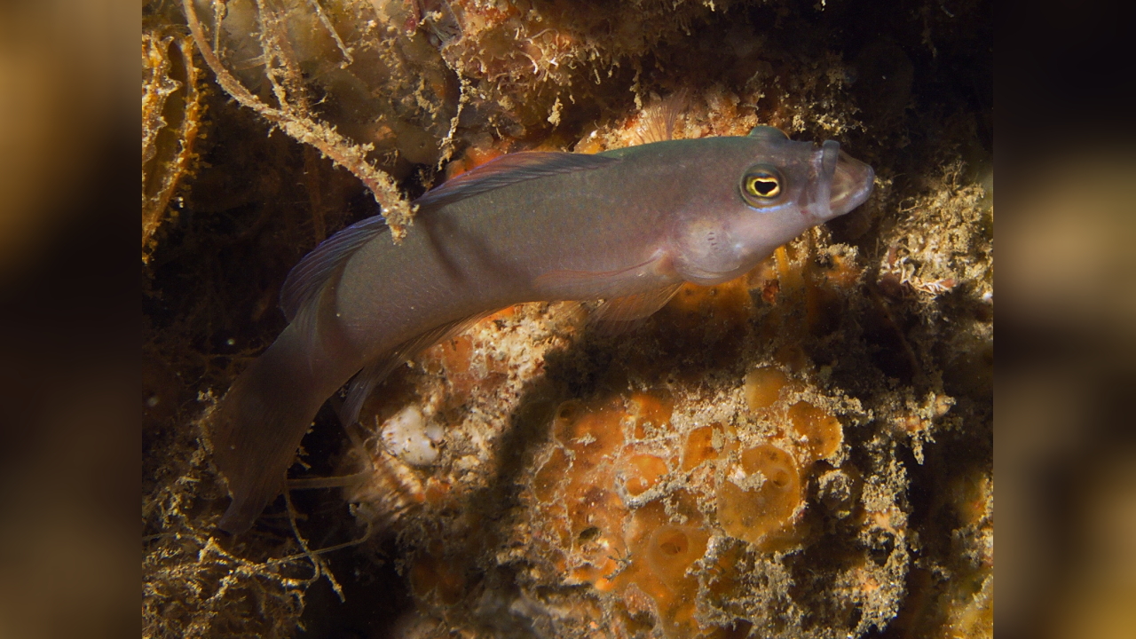 Pseudochromis ransonneti Karimunjawa Zwergbarsch