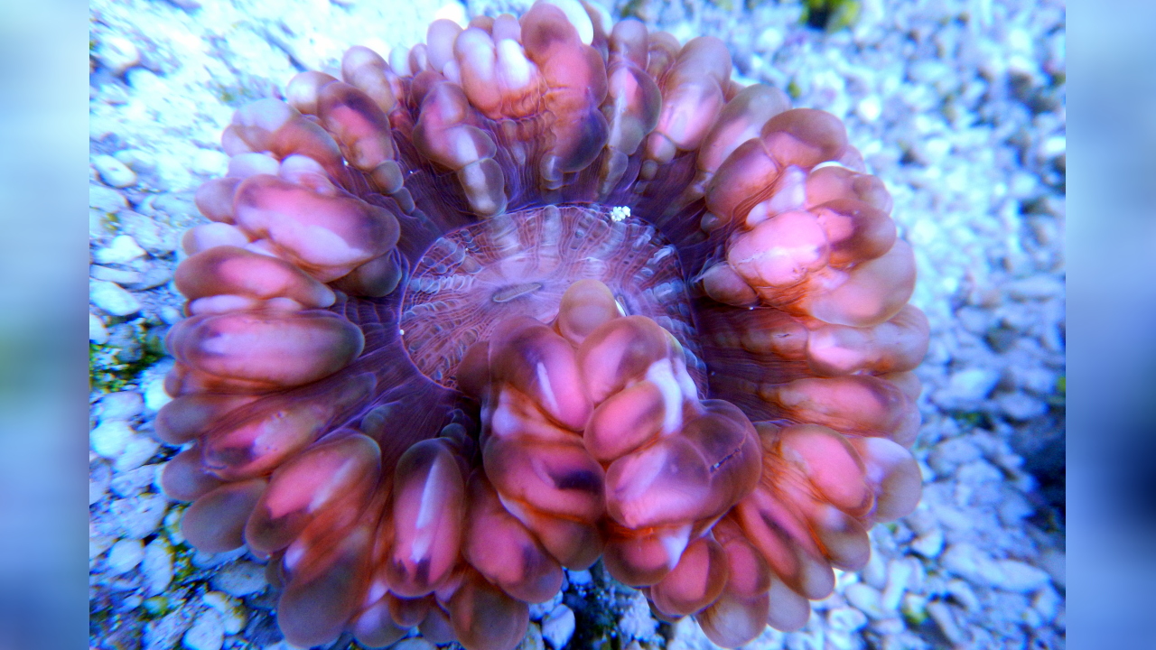 Cynarina lacrymalis Cynarina lacrymalis