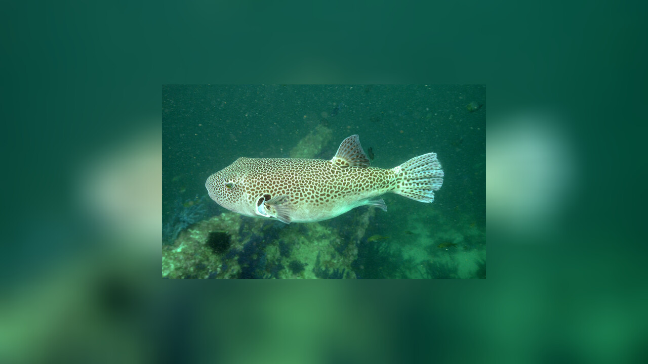 Arothron stellatus Star Blaasop, Staring Blow Fish, Star Puffer, Starry ...