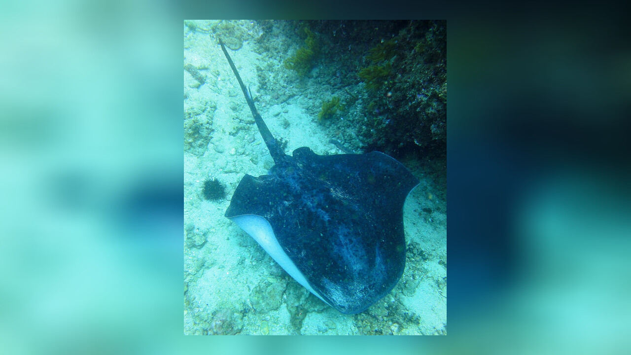 Taeniurops meyeni Black-blotched Stingray, Black-spotted Stingray ...