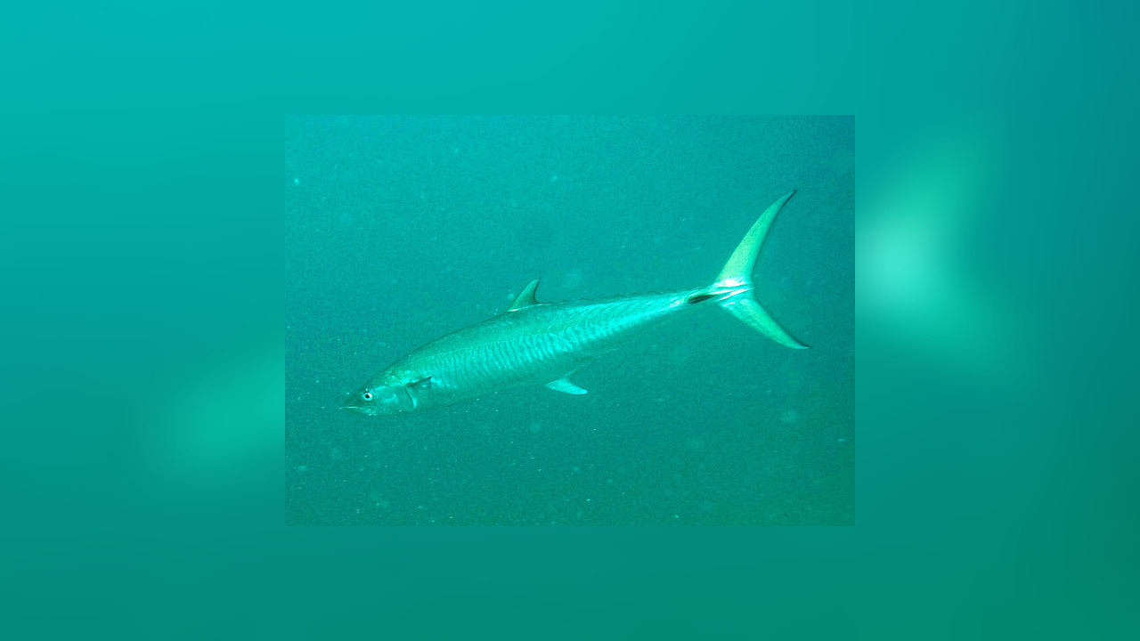 Scomberomorus commerson Torpedo-Makrele