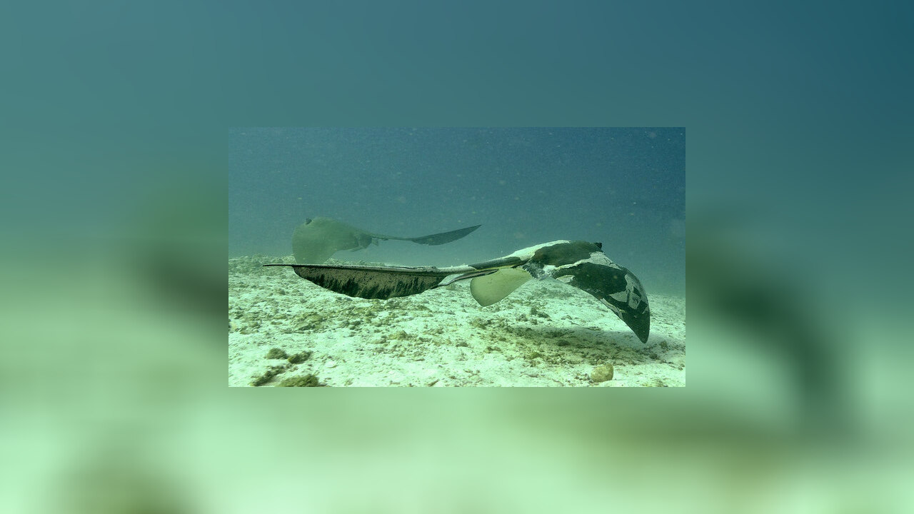 Pastinachus sephen Cowtail stingray