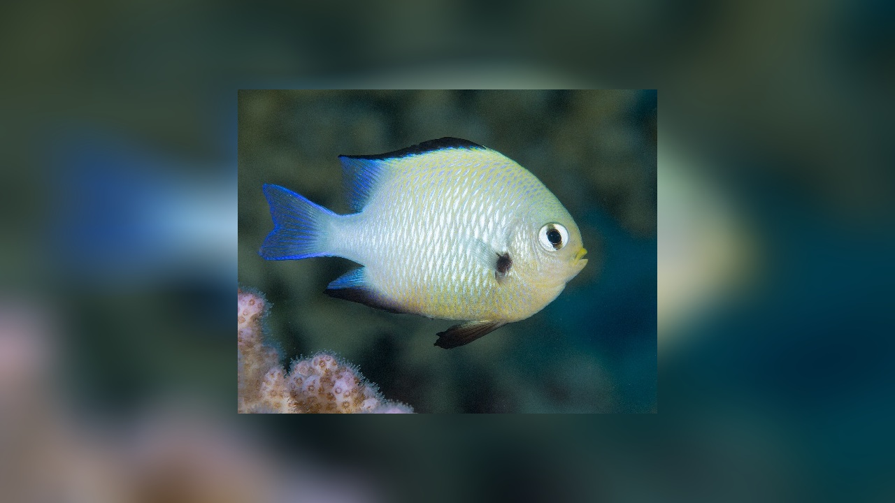 Dascyllus marginatus Marginate dascyllus