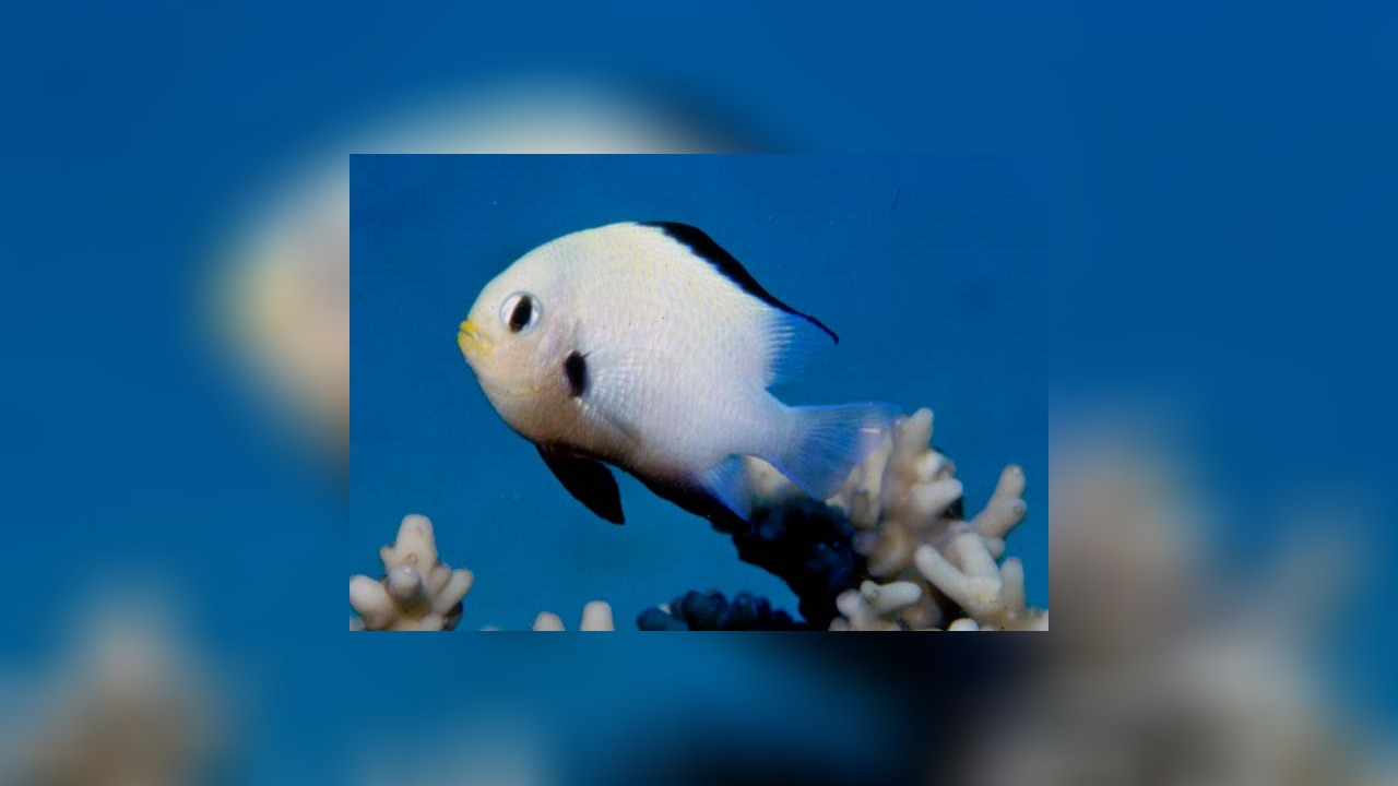 Dascyllus marginatus Marginate dascyllus