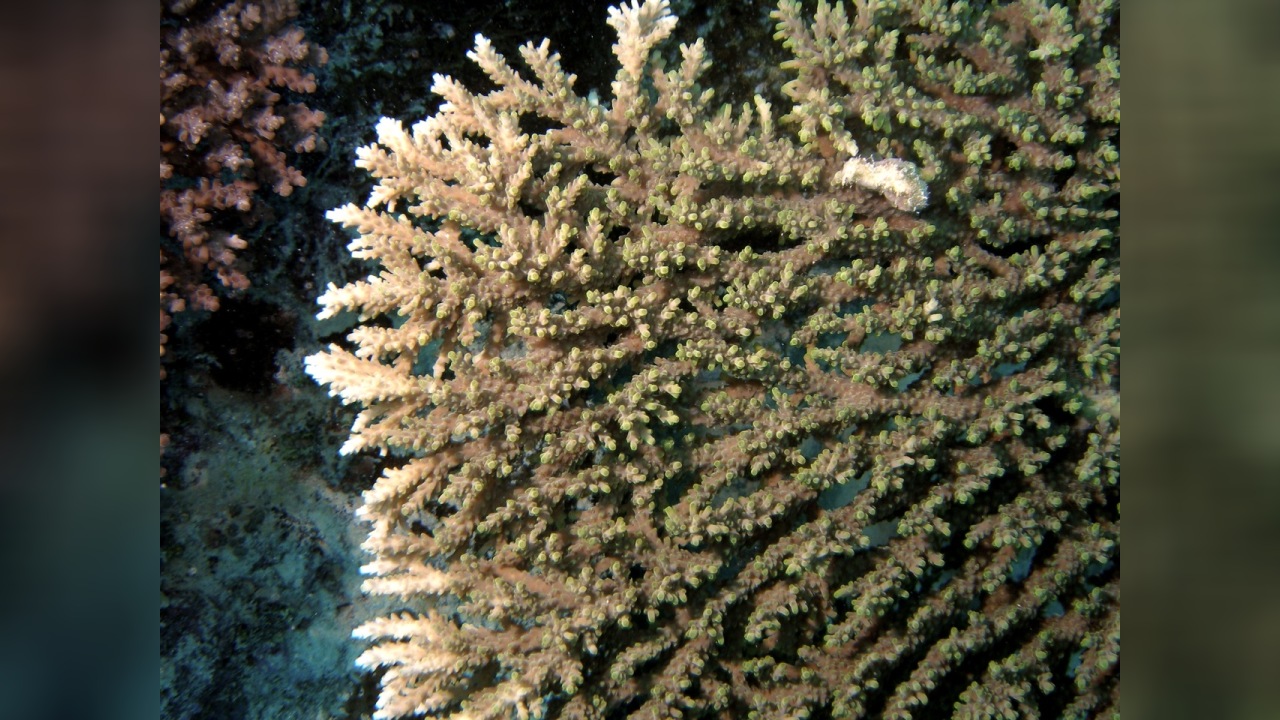 Acropora pharaonis Acropora pharaonis