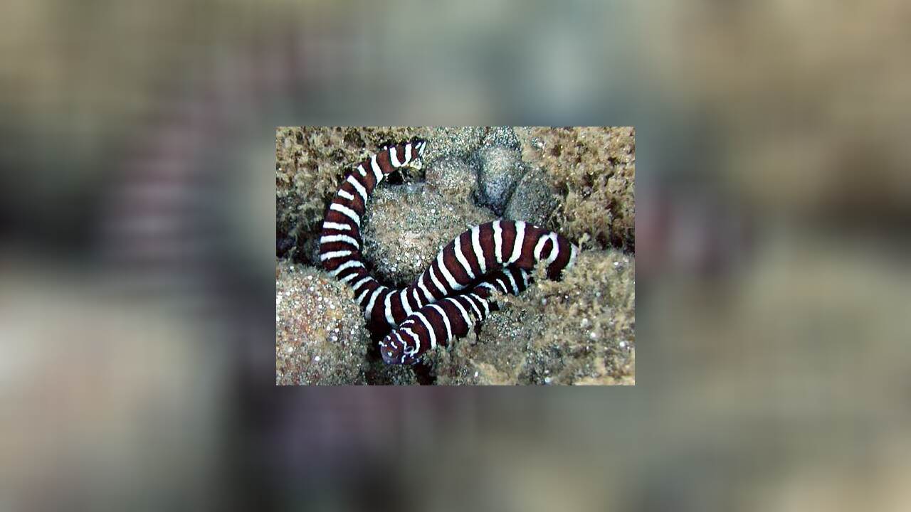 Gymnomuraena zebra Zebramuräne