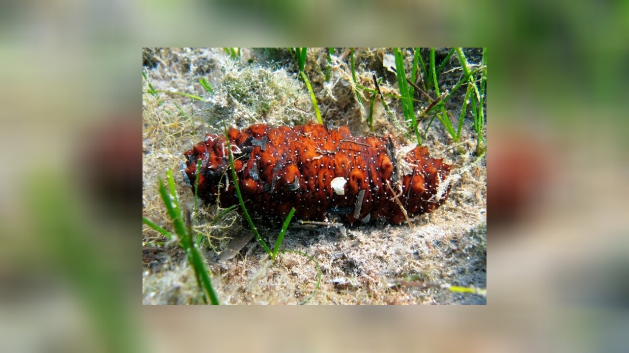 Holothuria (Roweothuria) poli Weißspitzen Seegurke