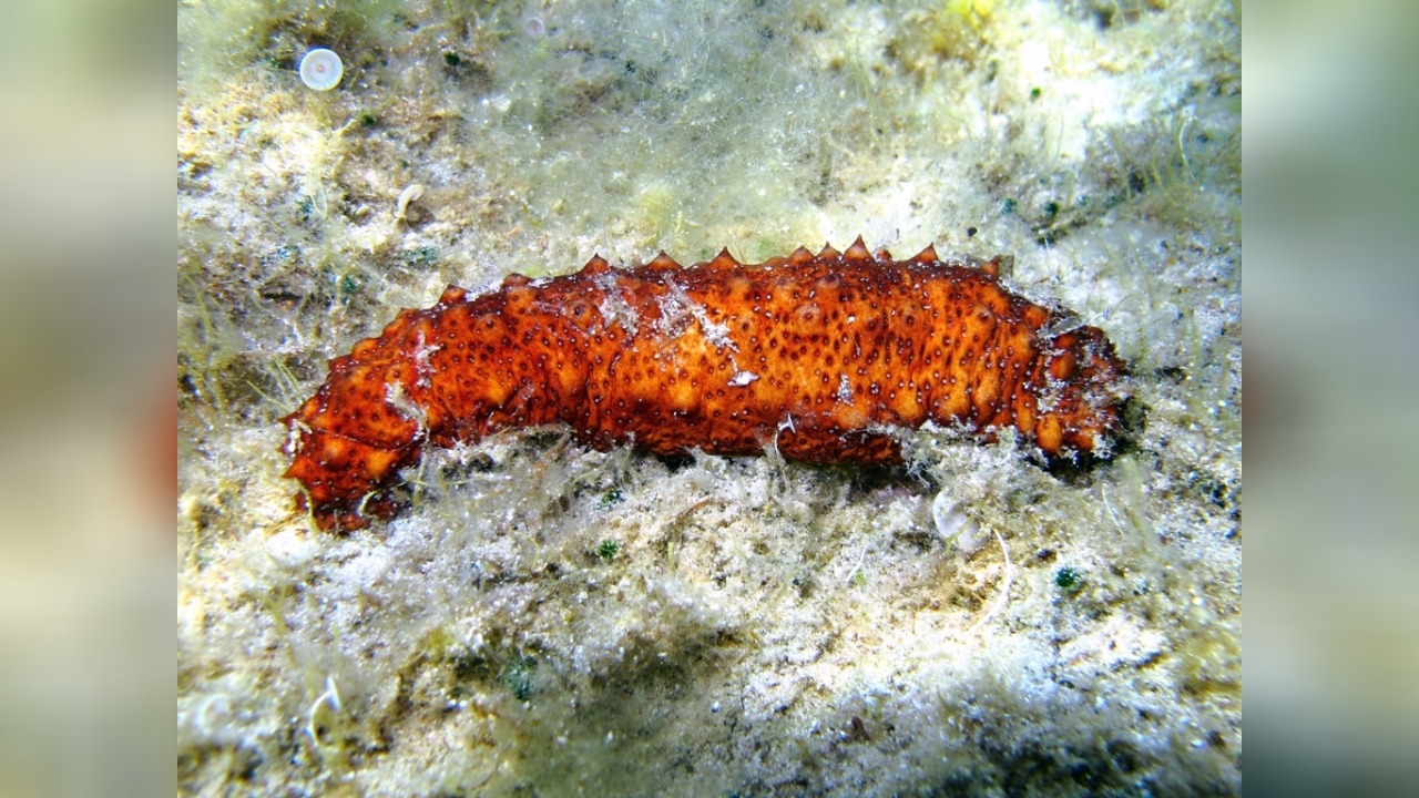 Holothuria (Roweothuria) poli Weißspitzen Seegurke