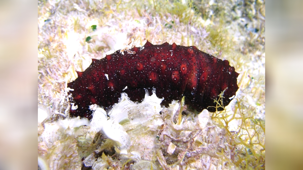 Holothuria (Roweothuria) poli Weißspitzen Seegurke